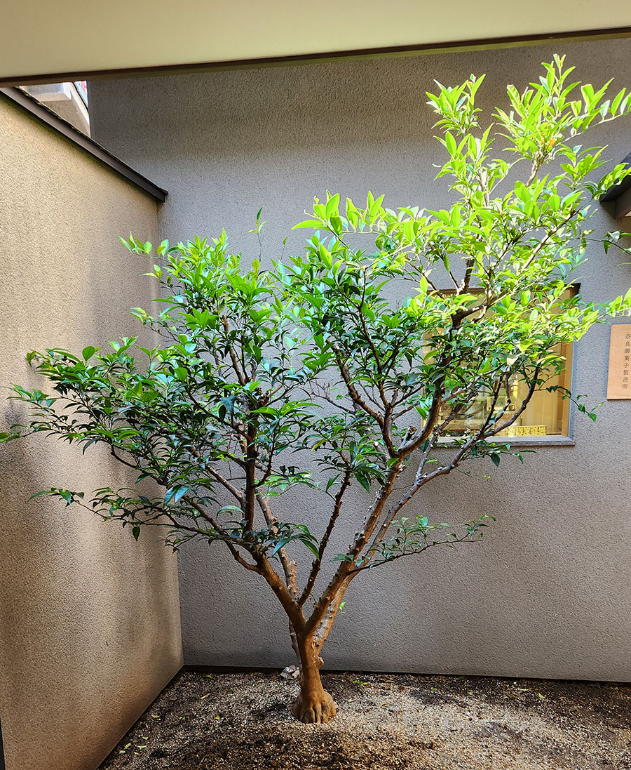 Reviving Japan’s Tachibana Citrus: A Nara Cafe Experience | Eating The ...